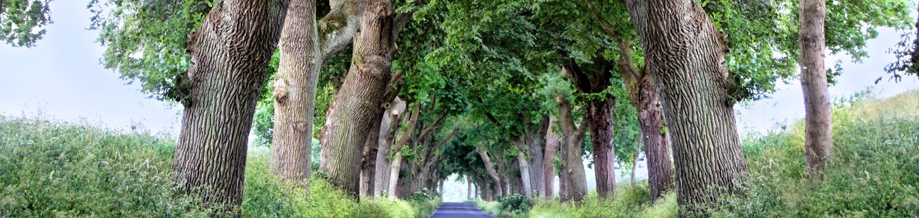 Alleenschutz: Deutsche Alleenstrasse